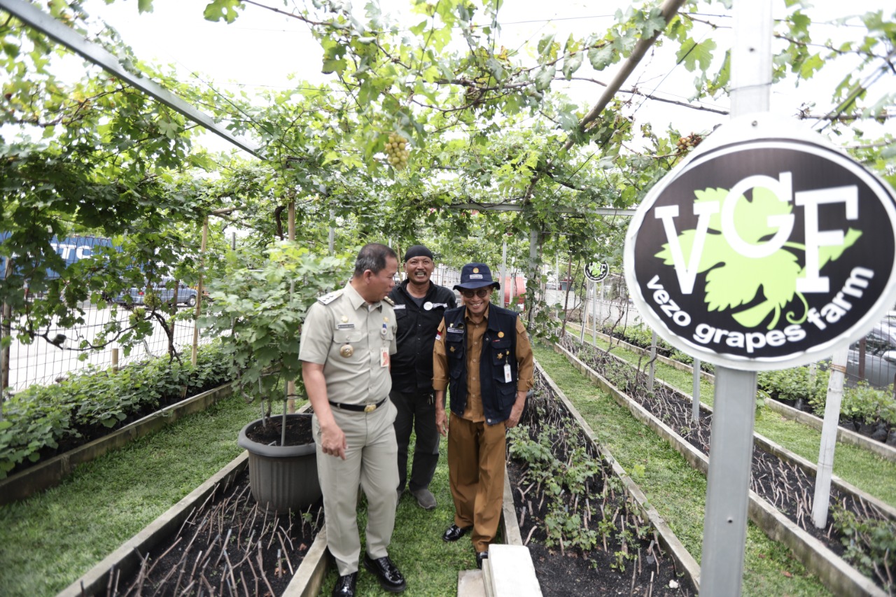 Berpotensi, Akhirnya Jakarta Utara Majukan Budidaya Anggur Aneka Rasa ...