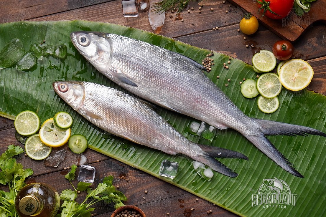 Manfaat Ikan Bandeng Setara Salmon? Berikut 7 Manfaatnya - Ipol.id