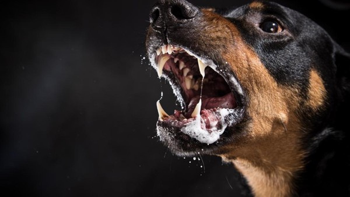 Marak Kasus Rabies, Kenali Gejala dan Cara Mencegahnya - Ipol.id