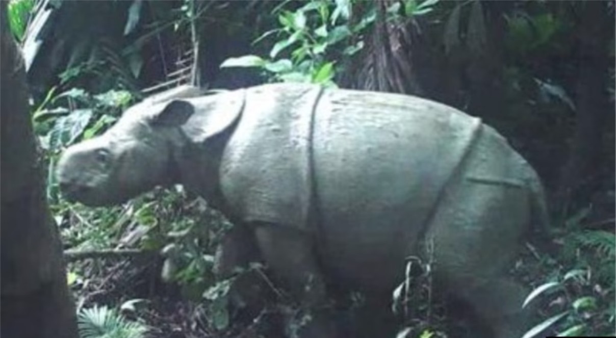 Satu Individu Baru Badak Jawa Ditemukan di Taman Nasional Ujung Kulon ...