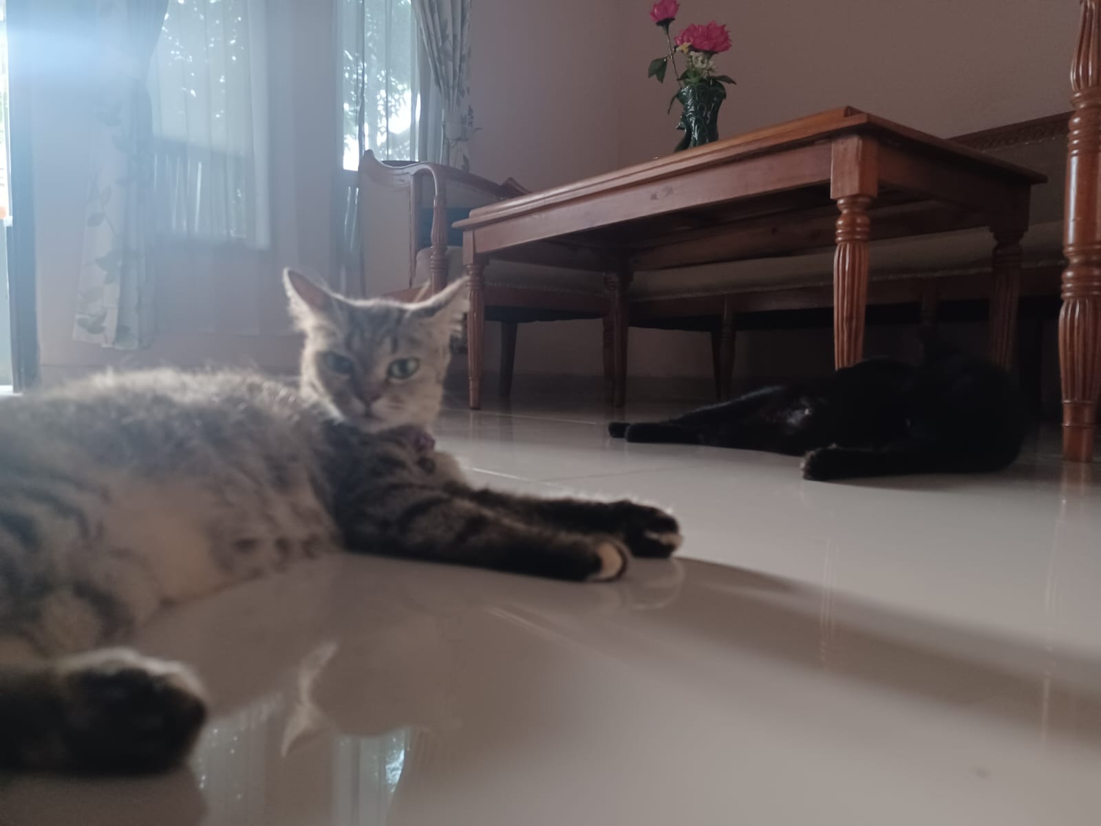 Simak Ini 7 Tips Menjaga Kucing Peliharaan Tetap Sehat - Ipol.id