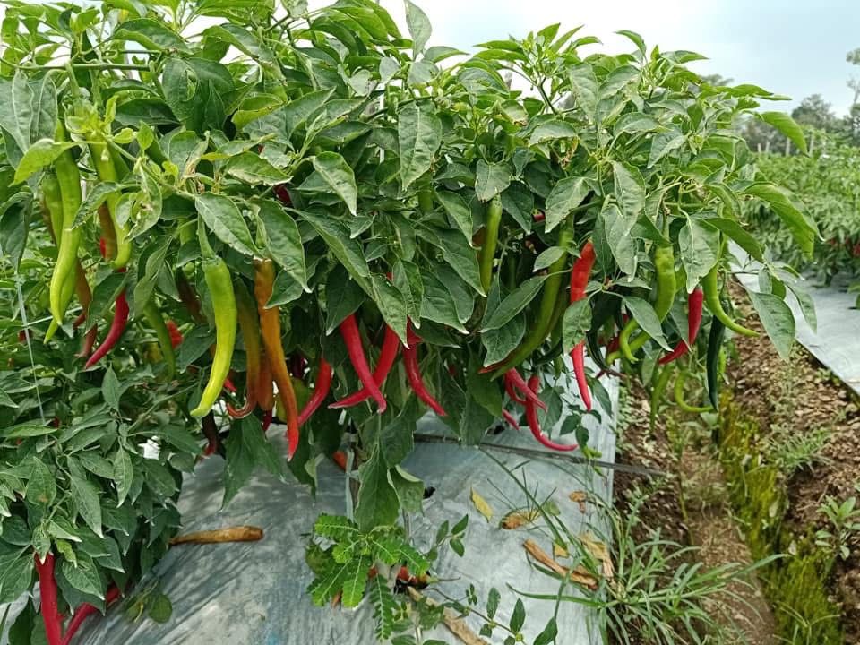 Panen Cabai dari Halaman Rumah, Loa Janan Tunjukkan Kekuatan KWT dalam ...