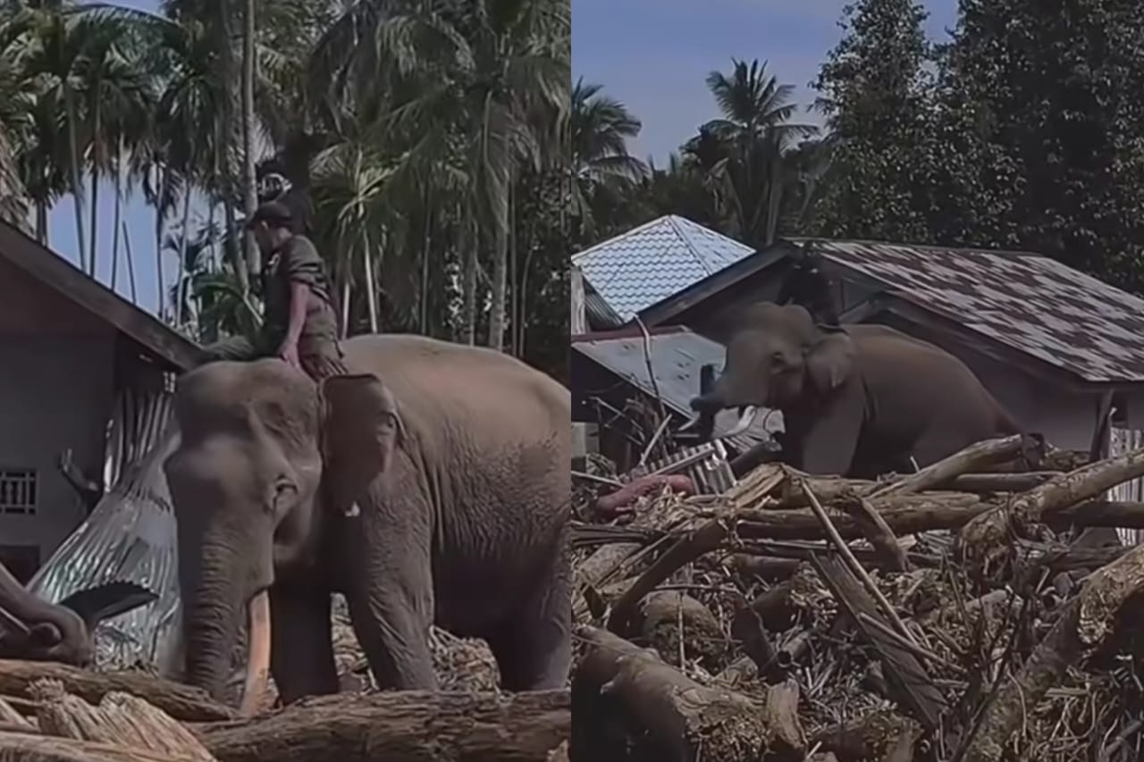 BKSDA Aceh Kerahkan Empat Gajah Terlatih untuk Bersihkan Puing Banjir ...